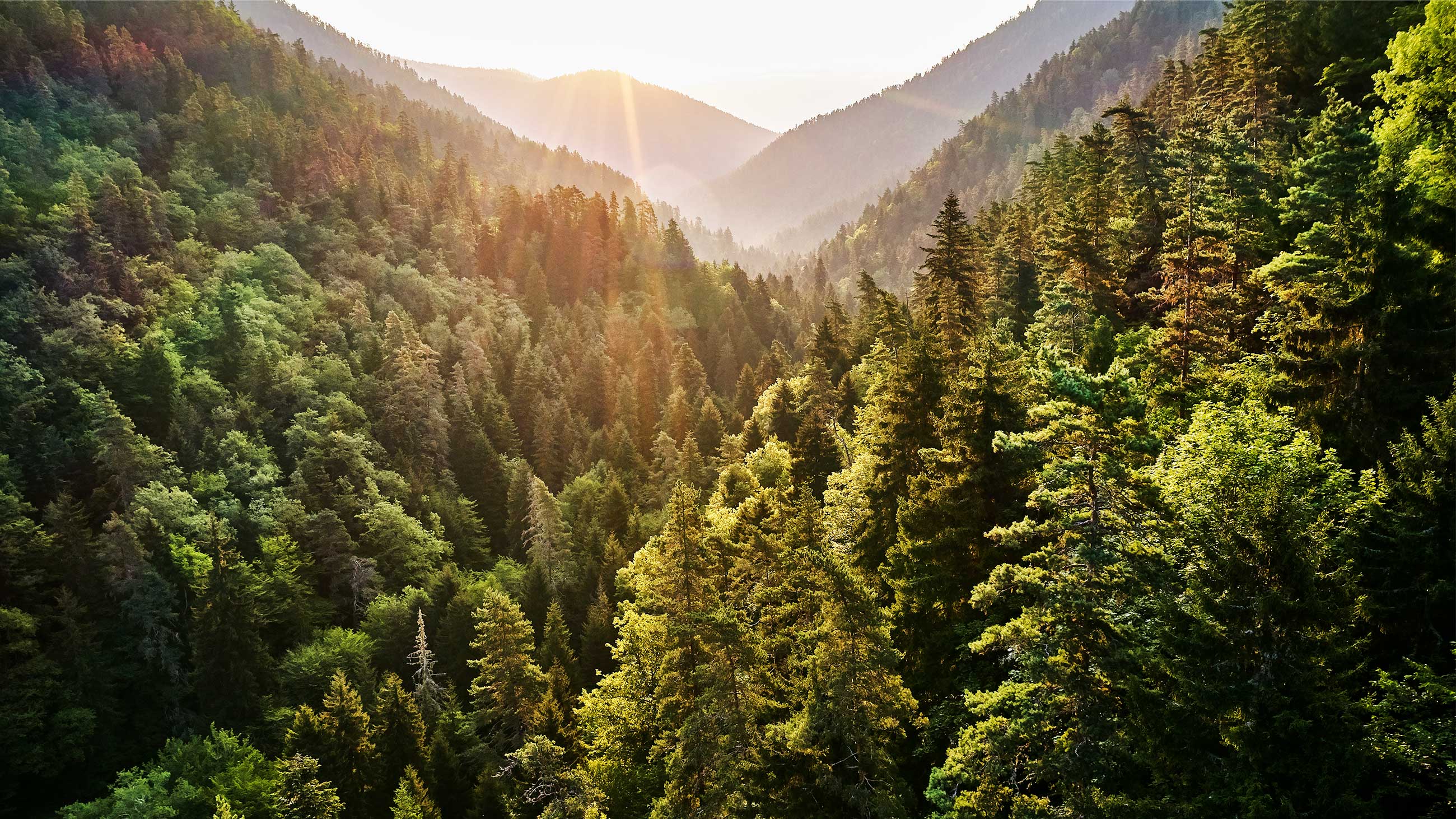 Cultiver un avenir plus vert : La Forêt Axis | Axis Communications